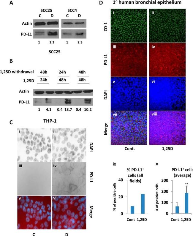 CD274 (PD-L1, B7-H1) Antibody (14-5983-82)
