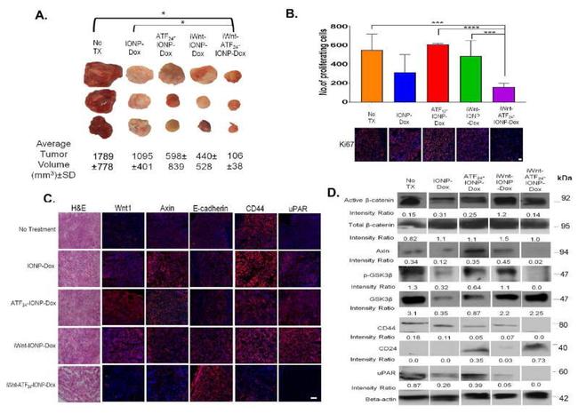 Ki-67 Antibody (14-5698-82)