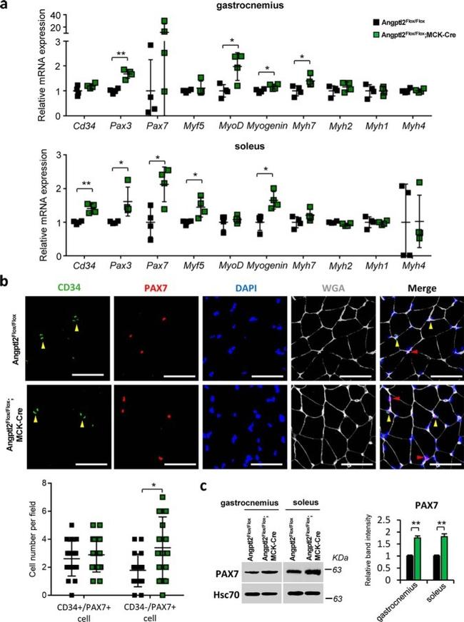 PAX7 Antibody (PA1-117)