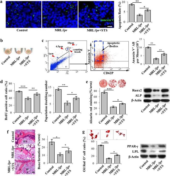 CD62P (P-Selectin) Antibody, PE (12-0626-82)