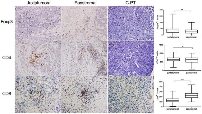 CD4 Antibody, FITC (11-0048-42)
