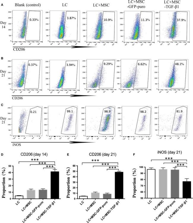 iNOS Antibody (14-5920-82)