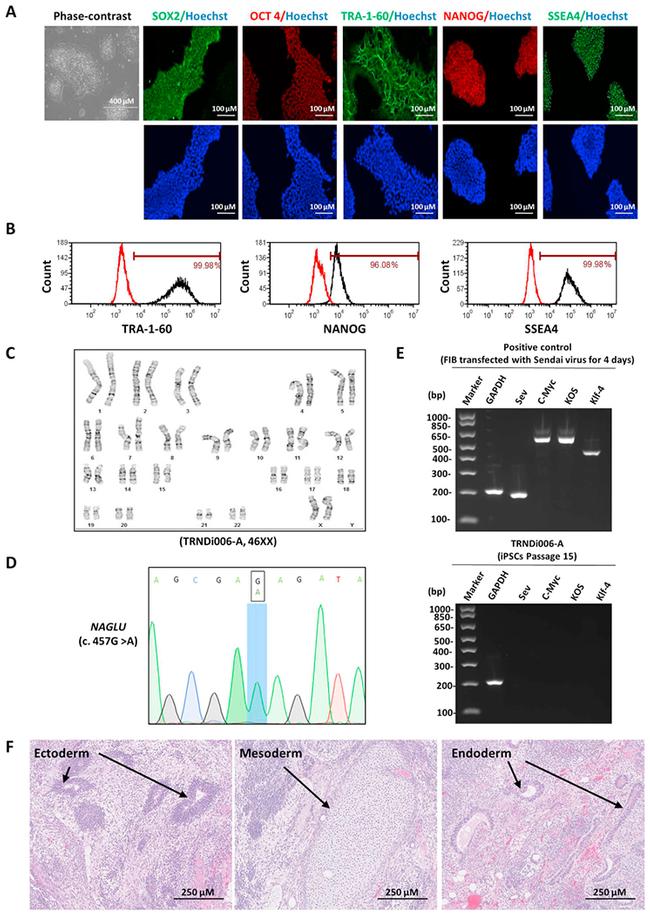 SSEA4 Antibody, Alexa Fluor™ 488 (53-8843-42)
