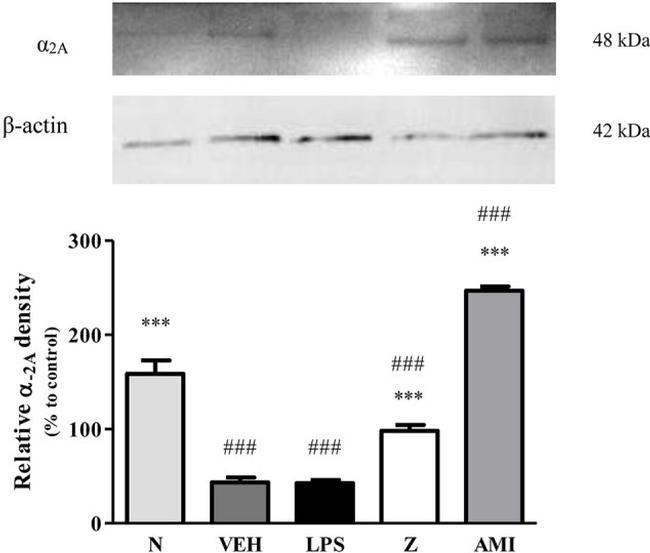 alpha-2a Adrenergic Receptor Antibody (PA1-048)