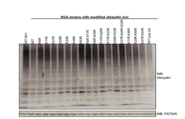Ubiquitin Antibody (PA3-16717)