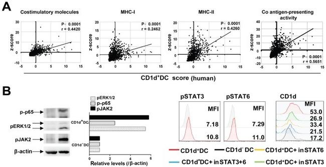 alpha GalCer:CD1d Complex Monoclonal Antibody (L363), Functional Grade ...
