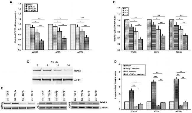 FOXP3 Antibody, Biotin (13-5773-82)
