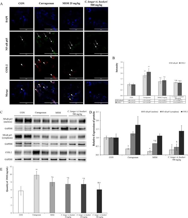 NFkB p65 Antibody (PA5-16545)