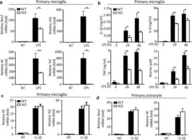 IL-1 beta (Pro-form) Antibody, PE (12-7114-82)