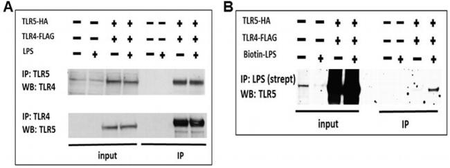 TLR4 Antibody (48-2300)