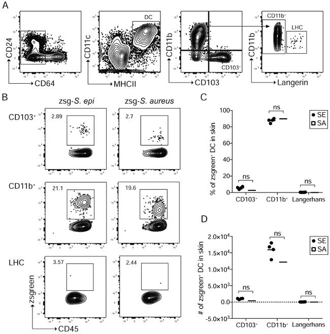 CD103 (Integrin alpha E) Antibody, APC (17-1031-82)