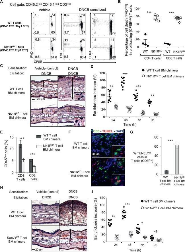 CD3 Antibody, APC (17-0032-82)