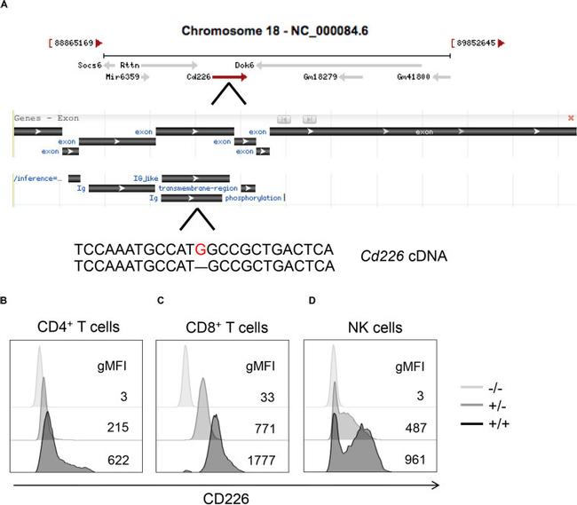 CD11c Antibody, Alexa Fluor™ 488 (53-0114-82)