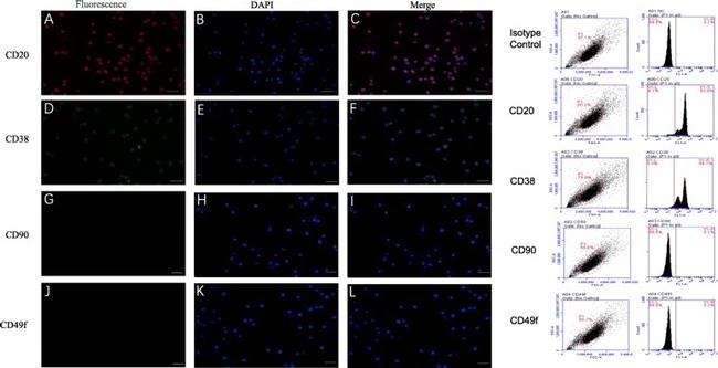 CD20 Antibody, APC (17-0209-42)