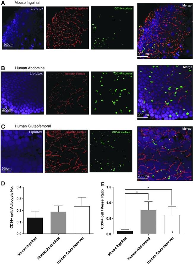 CD34 Antibody (14-0341-82)
