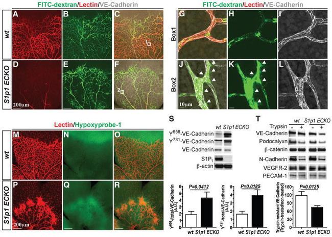 CD144 (VE-cadherin) Antibody, Alexa Fluor™ 488 (53-1441-82)