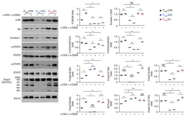 FOXP3 Antibody (14-4774-82)