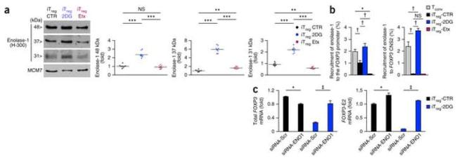FOXP3 Antibody (14-4774-82)