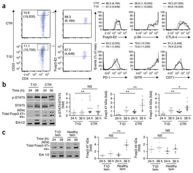 FOXP3 Antibody (14-4774-82)