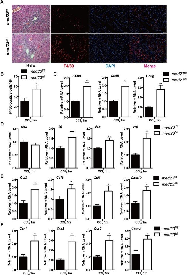 F4/80 Antibody, Alexa Fluor™ 488 (53-4801-82)