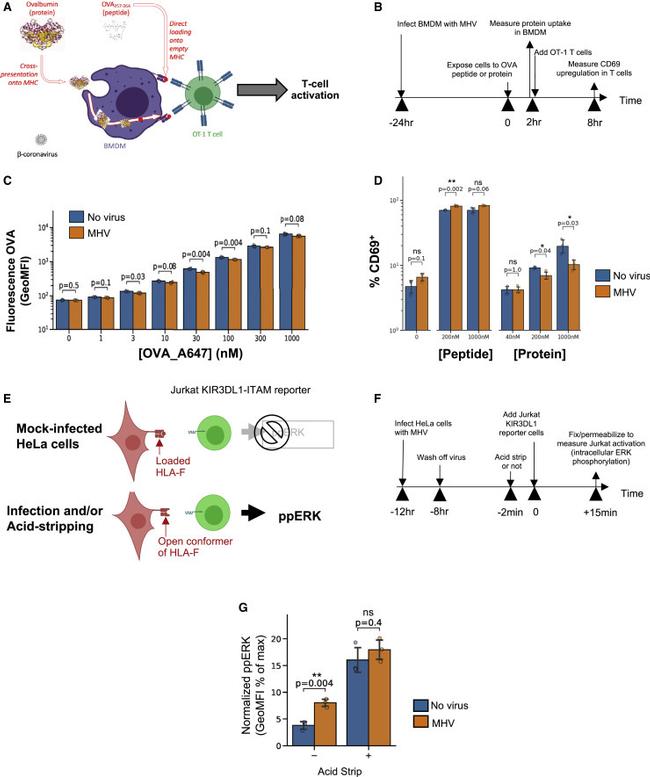 OVA257-264 (SIINFEKL) peptide bound to H-2Kb Antibody, PE (12-5743-82)