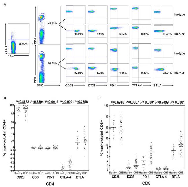 CD8a Antibody, PE (12-0088-42)