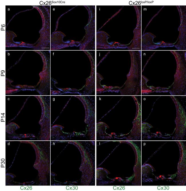 Connexin 26 Antibody (51-2800)