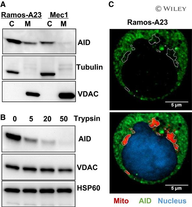 AID Antibody (39-2500)