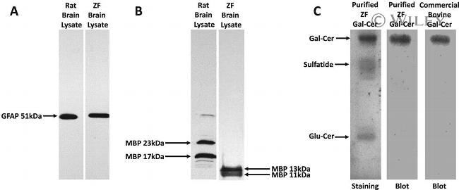 GFAP Antibody (OPA1-06100)