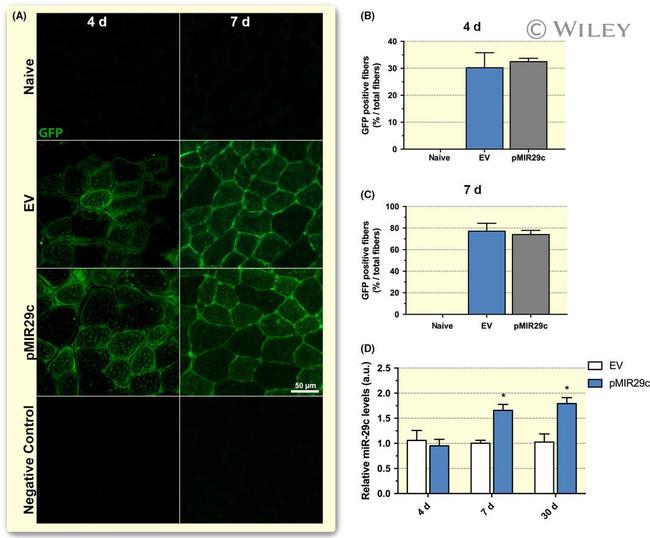 GFP Antibody, HRP (A10260)