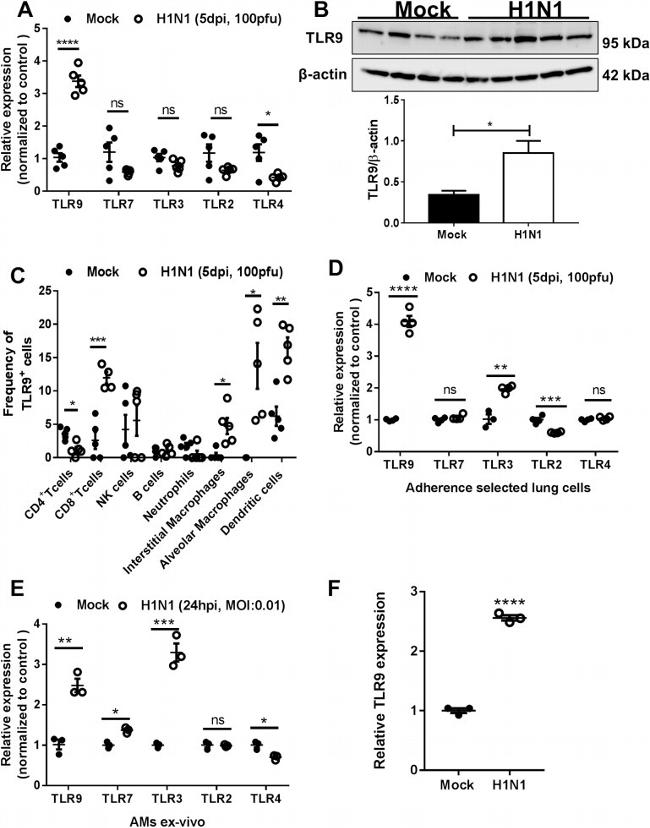TLR9 Antibody (PA5-20202)