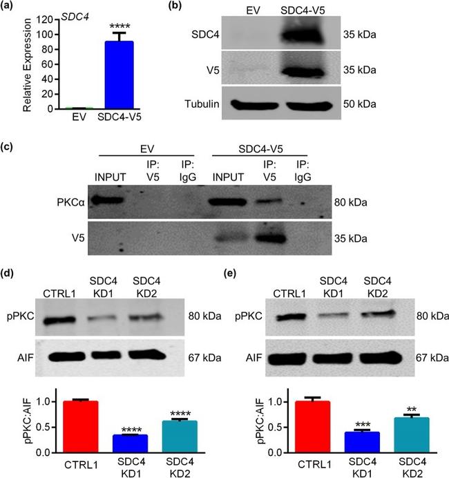 V5 Tag Antibody (MA5-15253)