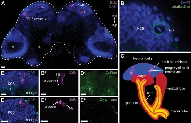 GFP Antibody, HRP (A10260)