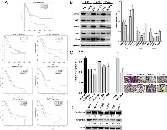 GAPDH Loading Control Antibody, DyLight™ 488 (MA5-15738-D488)