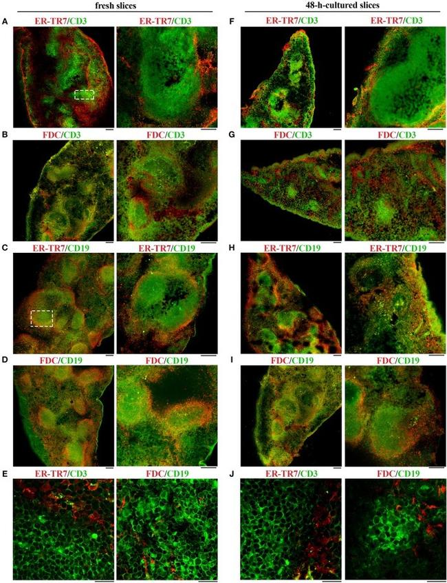 CD3e Antibody, eFluor™ 450 (48-0031-82)