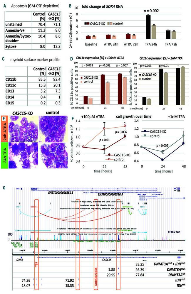 CD11b Antibody, PE (12-0118-42)