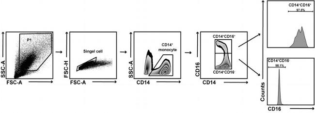 CD16 Antibody, FITC (11-0168-42)