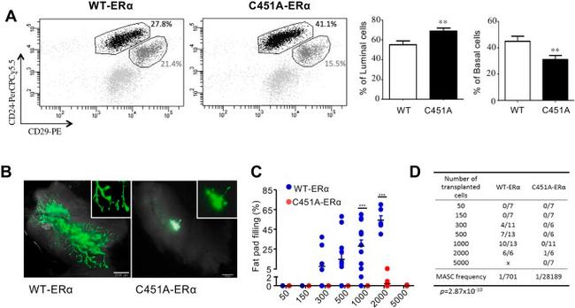 CD29 (Integrin beta 1) Antibody, FITC (11-0291-82)