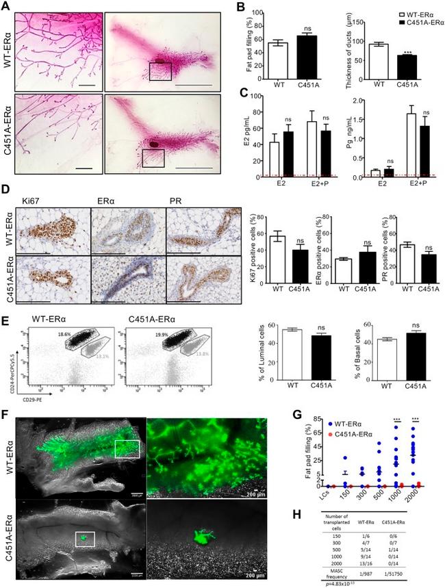CD29 (Integrin beta 1) Antibody, PE (12-0291-82)