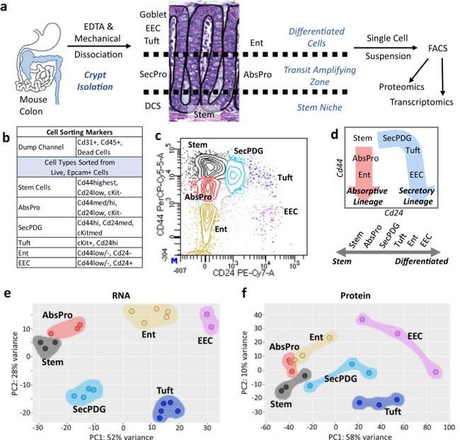 CD24 Antibody, PE-eFluor™ 610 (61-0242-82)