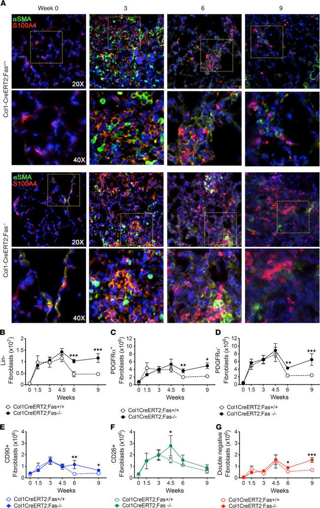 CD140a (PDGFRA) Antibody (14-1401-82)