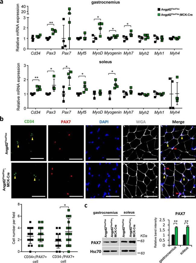 PAX7 Antibody (PA1-117)