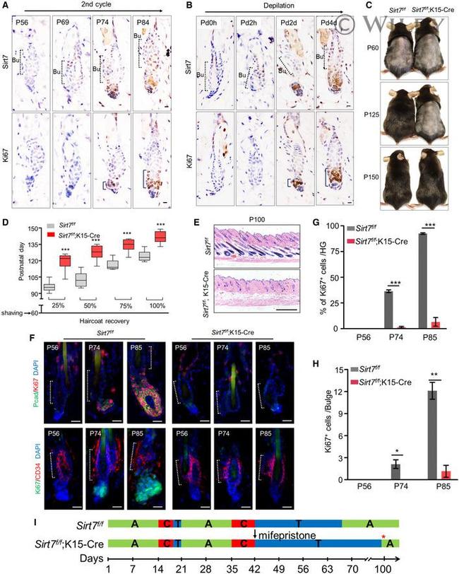 CD34 Antibody (14-0341-82)