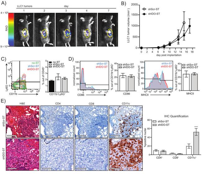 CD86 (B7-2) Antibody, PE (12-0862-82)