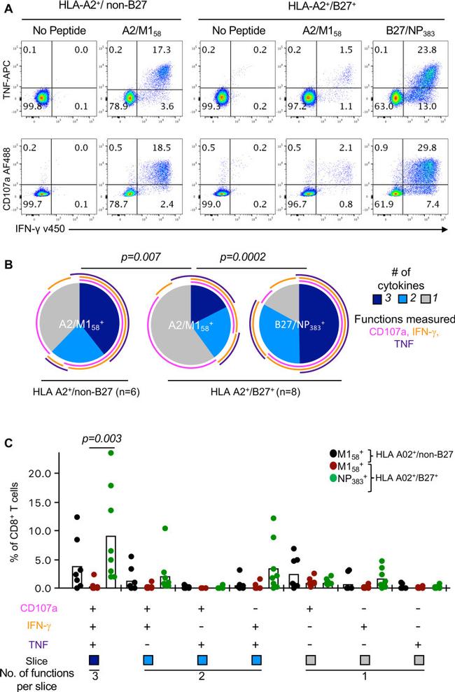 CD107a (LAMP-1) Antibody, PE (12-1079-42)