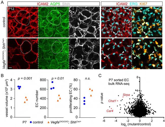 Ki-67 Antibody (14-5698-82)