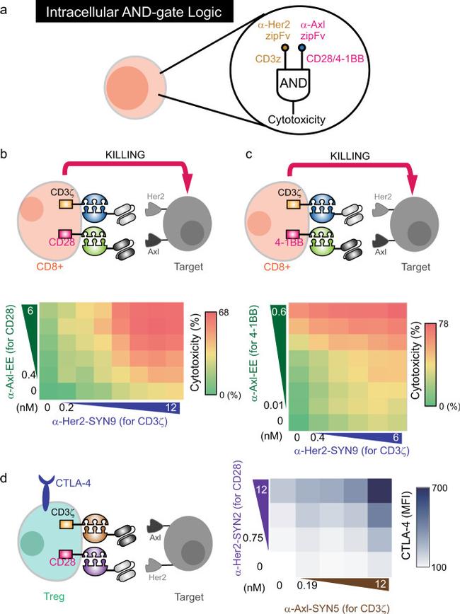 CD152 (CTLA-4) Antibody, PE-Cyanine7 (25-1529-42)