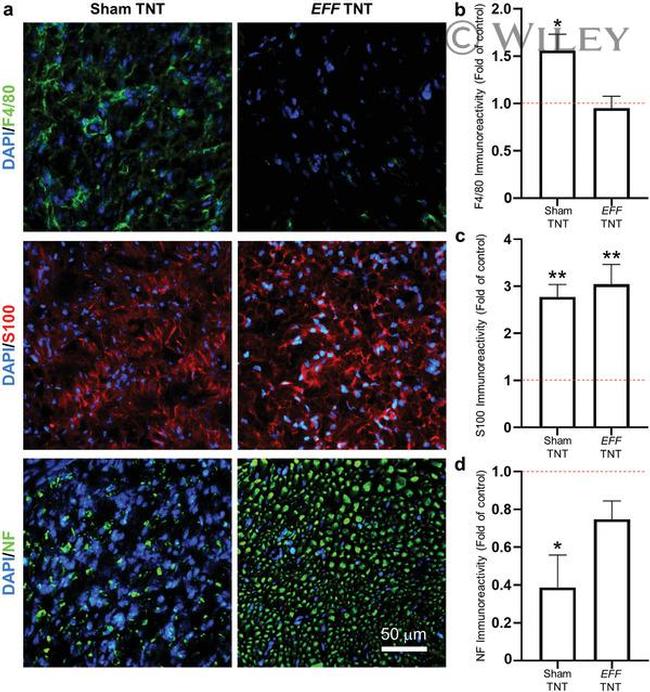 F4/80 Antibody, eFluor™ 450 (48-4801-82)