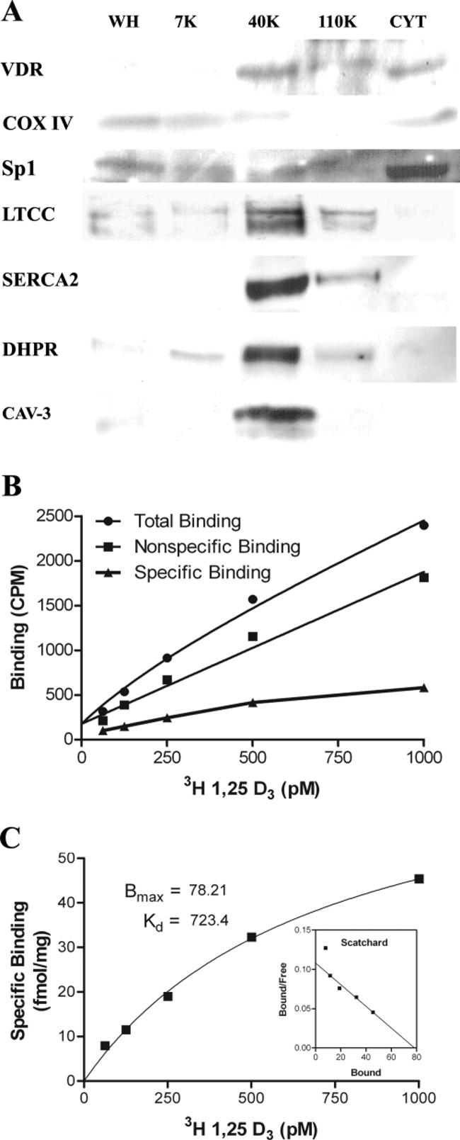 CACNA2D1 Antibody (MA3-921)