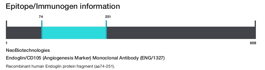 Endoglin/CD105 (Angiogenesis Marker) Monoclonal Antibody (ENG/1327 ...